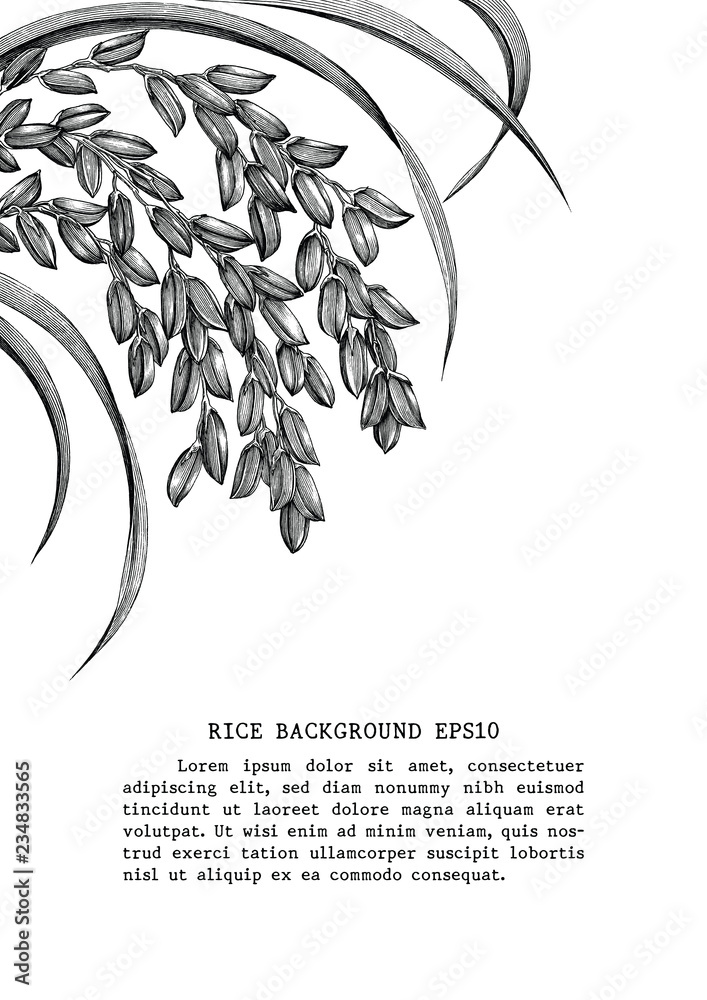 Rice frame clip art hand draw vintage engraving style isolated on white ...