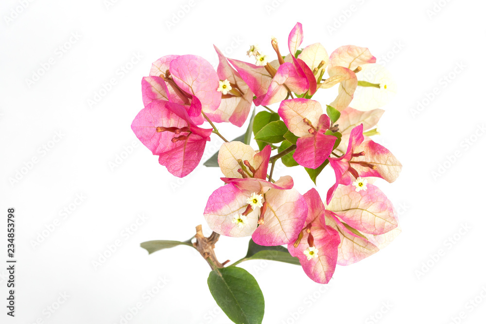 Bougainvillea inflorescence Chameleon pink color on a white background ...