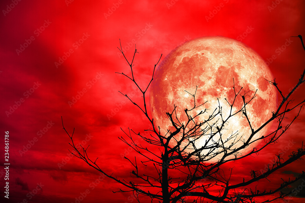 full red moon back silhouette branch dry tree red night cloud sky Stock ...
