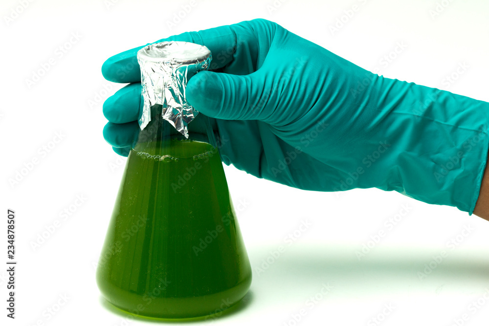 Marine plankton or Microalgae culture into Erlenmayer flask in ...