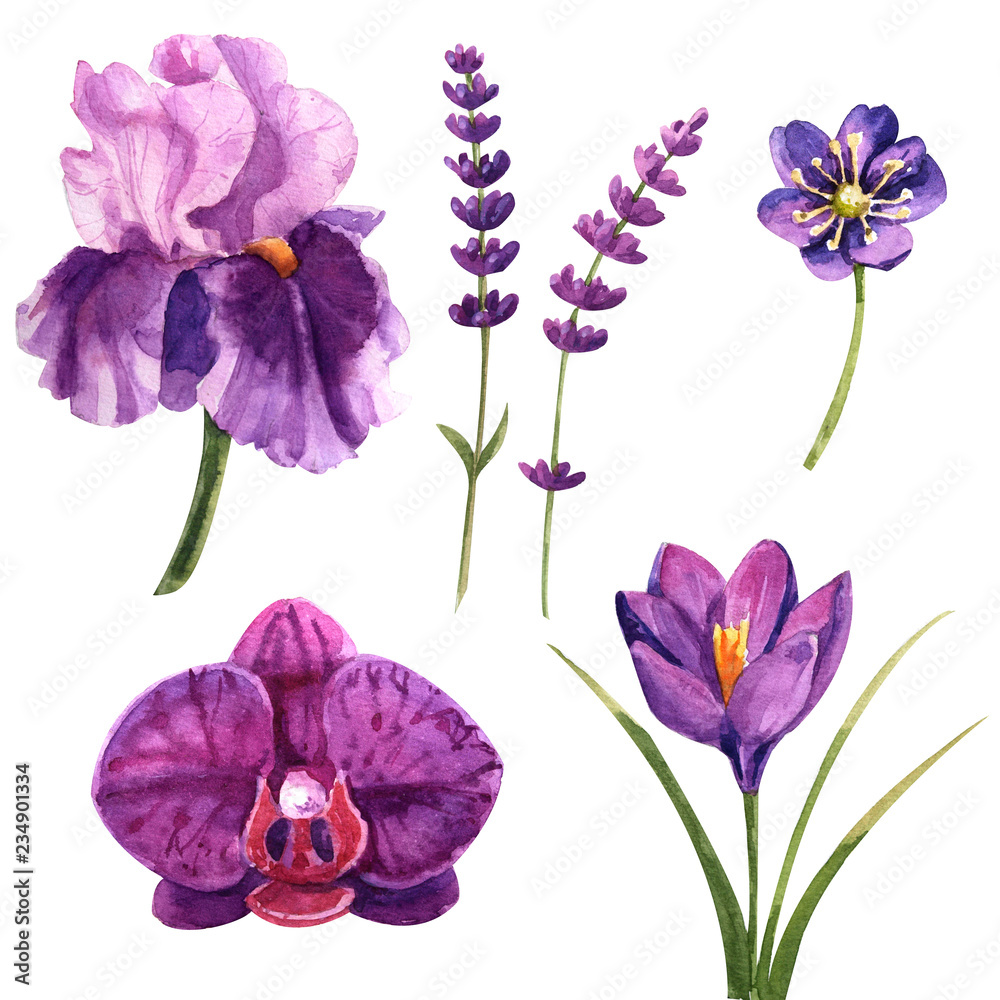 purple watercolor flower set for wedding design Stock Illustration ...