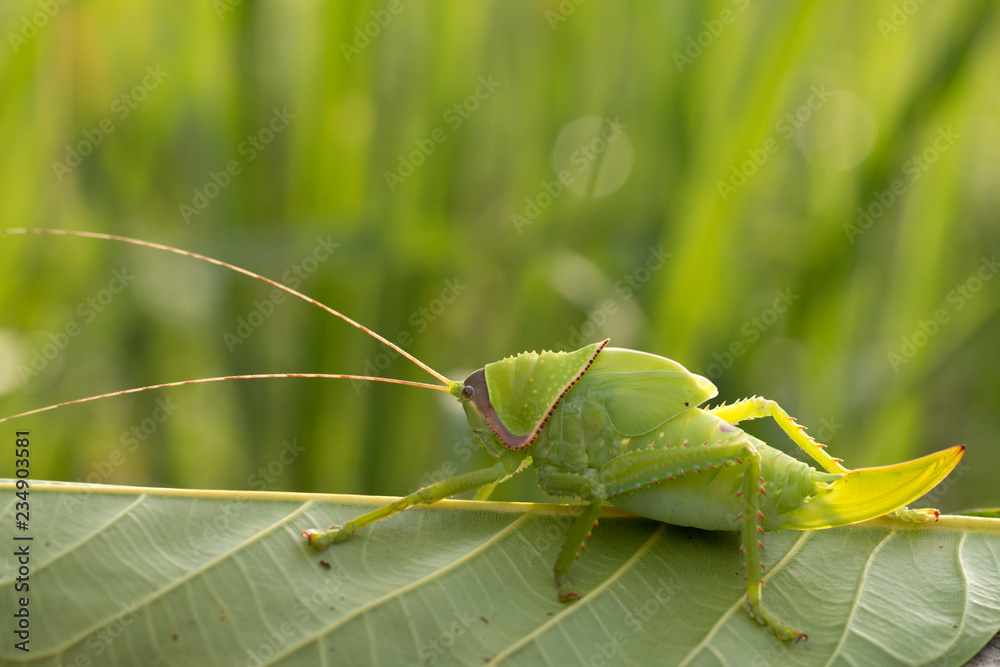 Baby Katydid