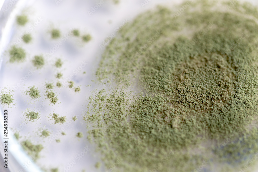 Close up of Aspergillus oryzae is a filamentous fungus, or mold that is ...