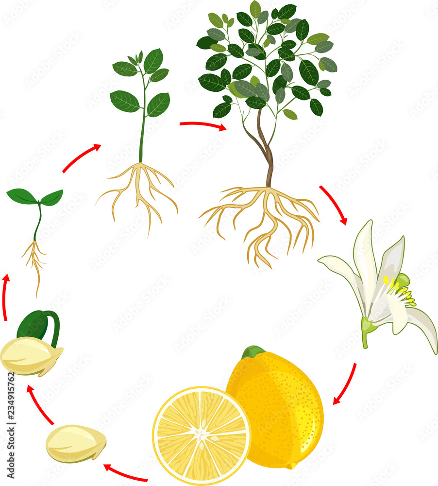 Life cycle of lemon tree. Stages of growth from seed and sprout to ...