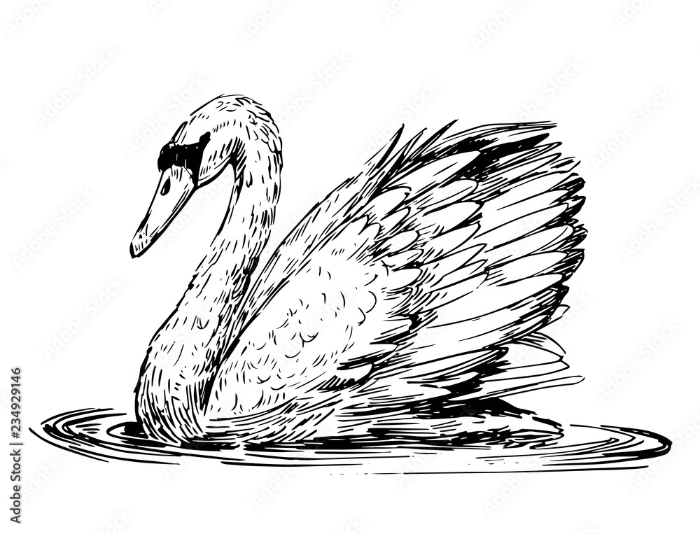 Sketch of swan. Hand drawn illustration converted to vector Stock ...