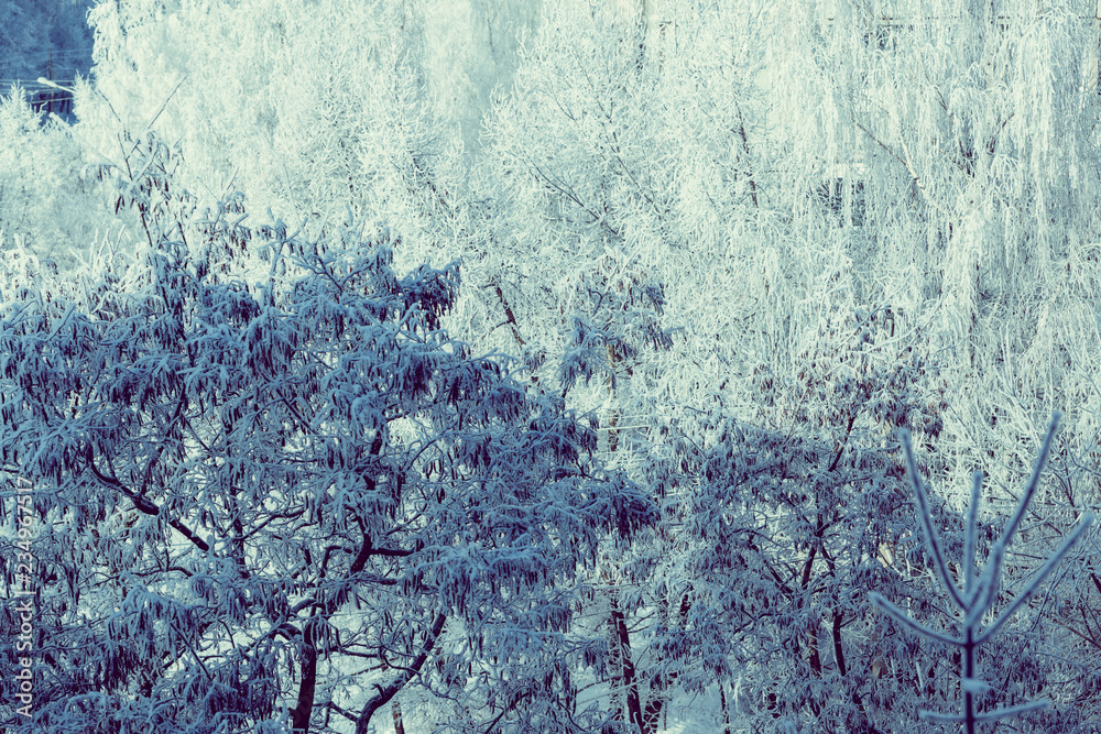 Winter texture of the branches of trees covered with a thick layer of ...