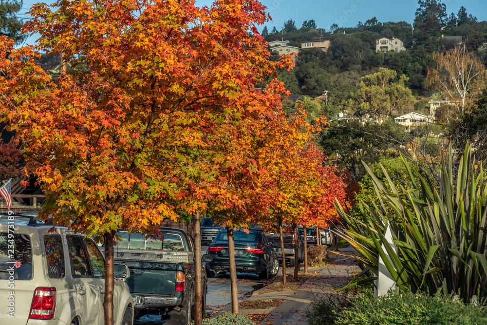 Trees in Full Fall Colors in a Forested Neighborhood, Belmont ...