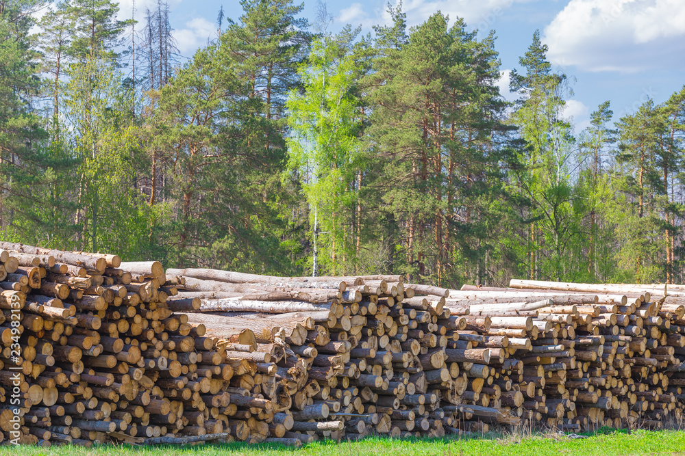 Preparation of timber. The cut-down trunks of ship pines lie accurately ...