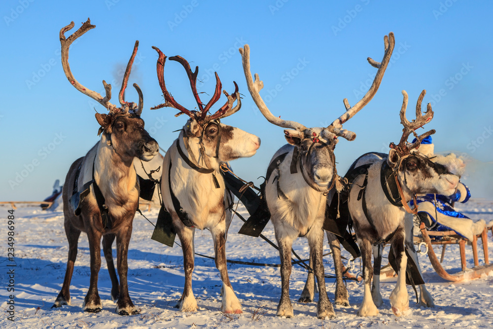 Santas Reindeer