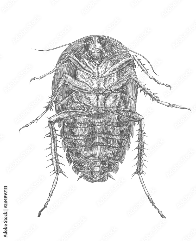 freehand, cockroach, Chukovsky, cockroach, frighten, harmless, evil ...