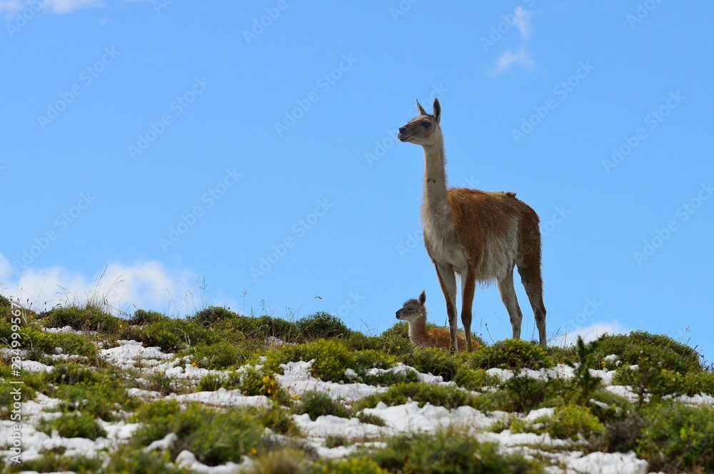 Guanacos (Lama guanicoe), mother animal with young animal, looking out ...