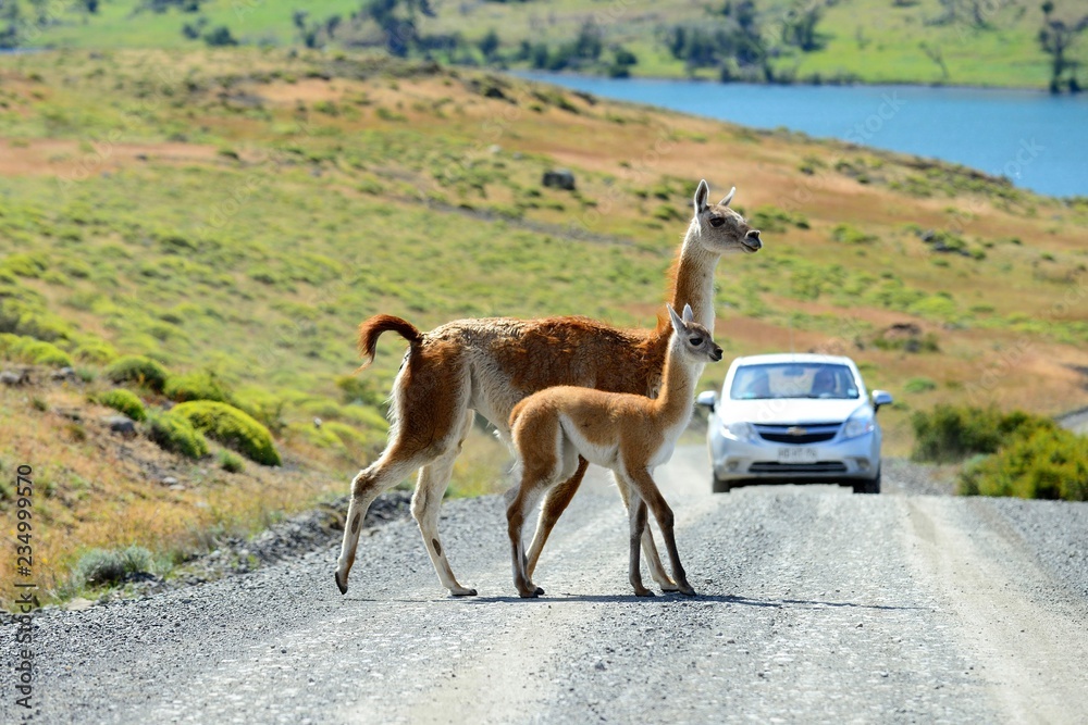 Chile National Animal