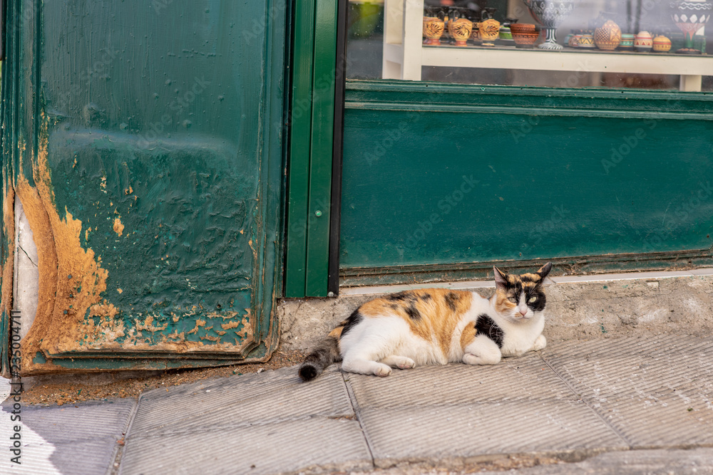 Stray Cats Tortoise Shell