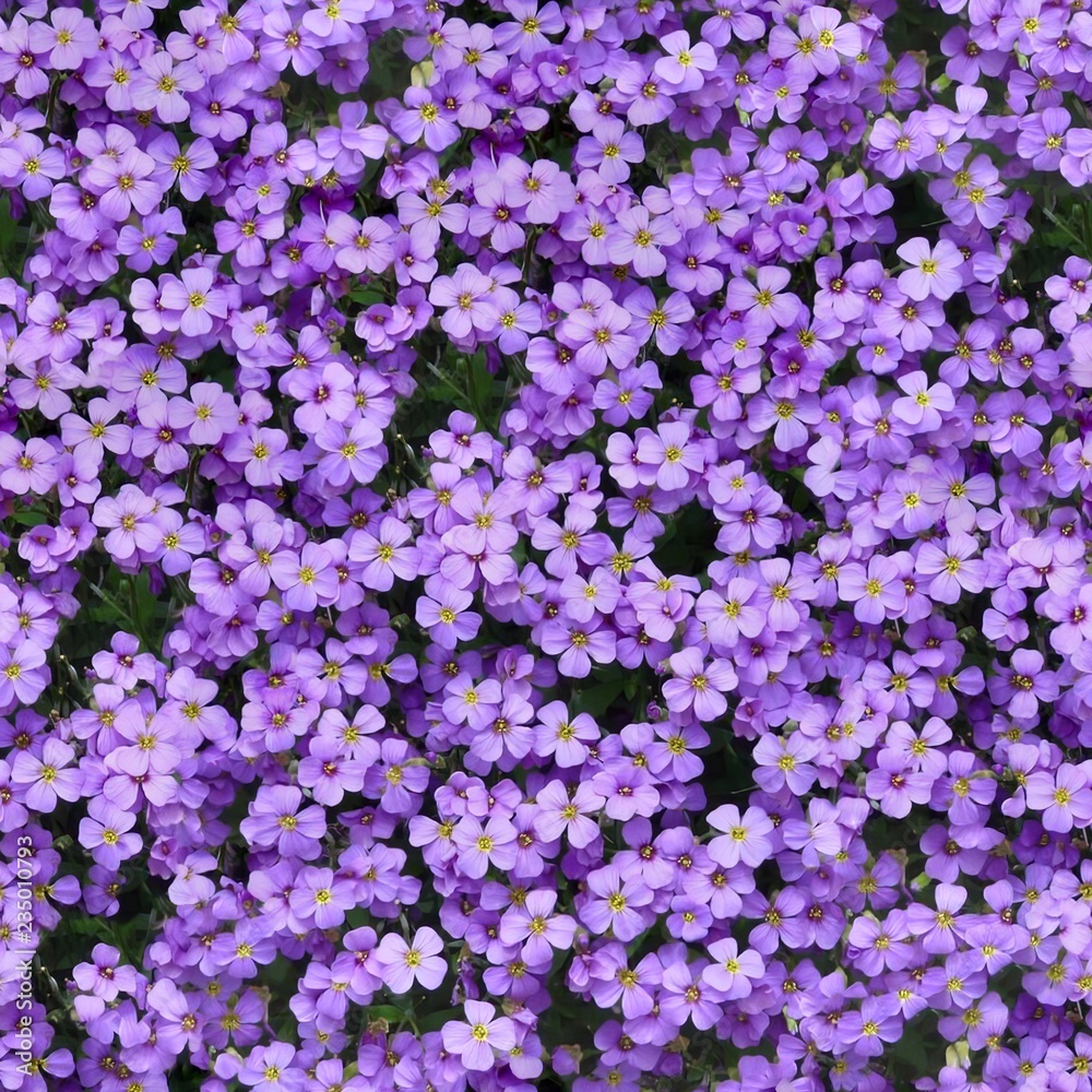 Purple Flower Grass