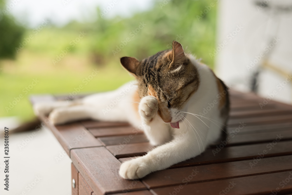 cat itch and wash Foto Stok | Adobe Stock