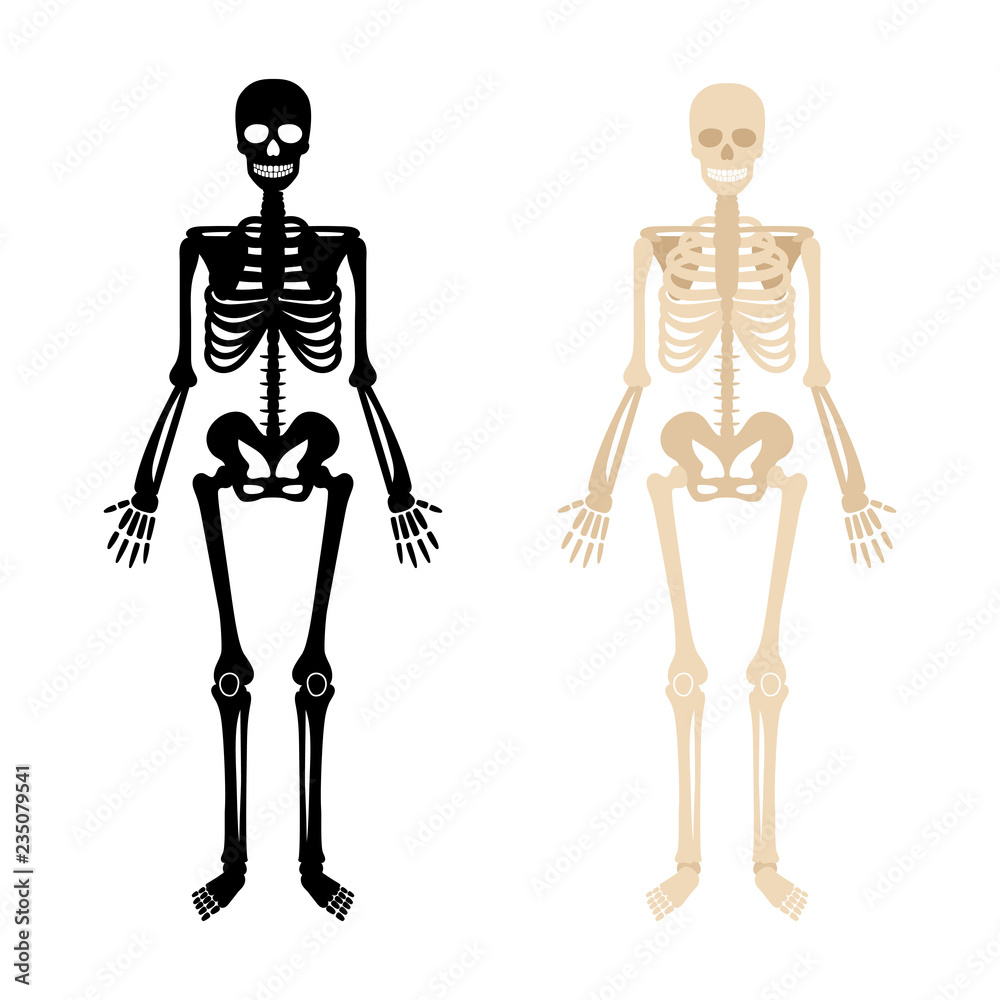 Human skeleton. Back and white bones anatomy skeleton vector ...