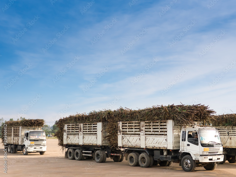 Sugar cane truck ,full loaded in the field with blue sky view. Close up ...