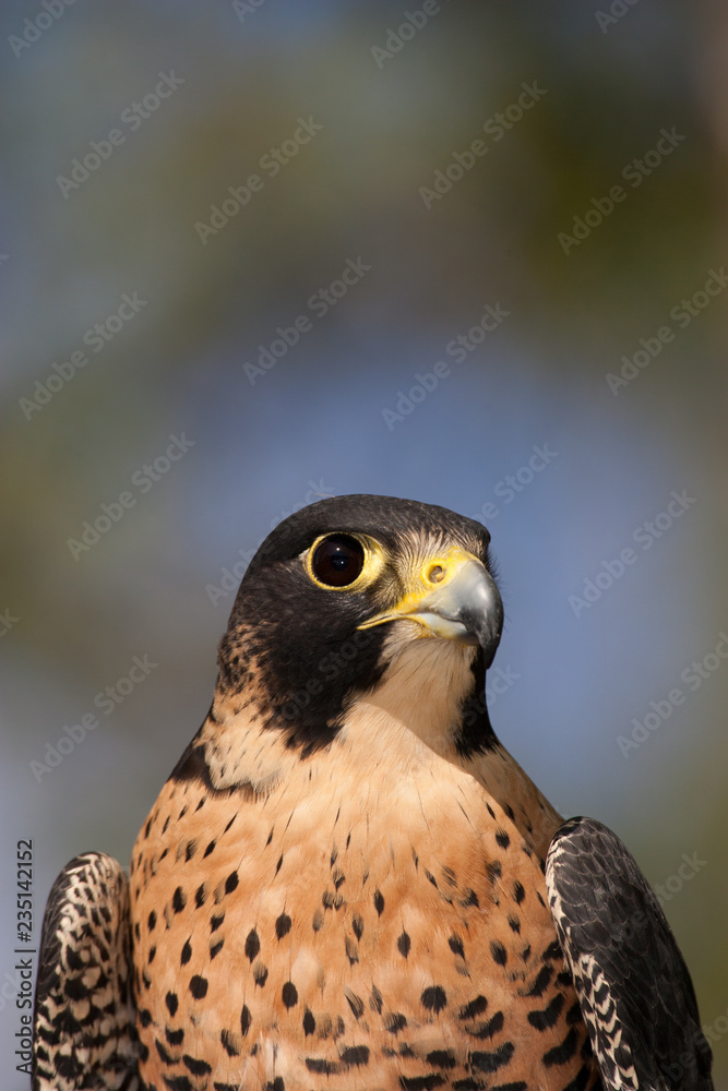 Peregrine Falcon head taken in central MN under controlled conditions ...