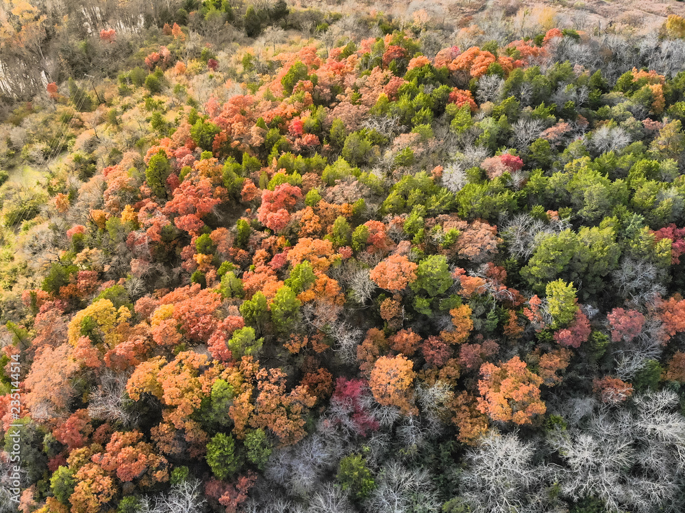 Top view carpet of fall trees in Dallas, Texas and high voltage power ...