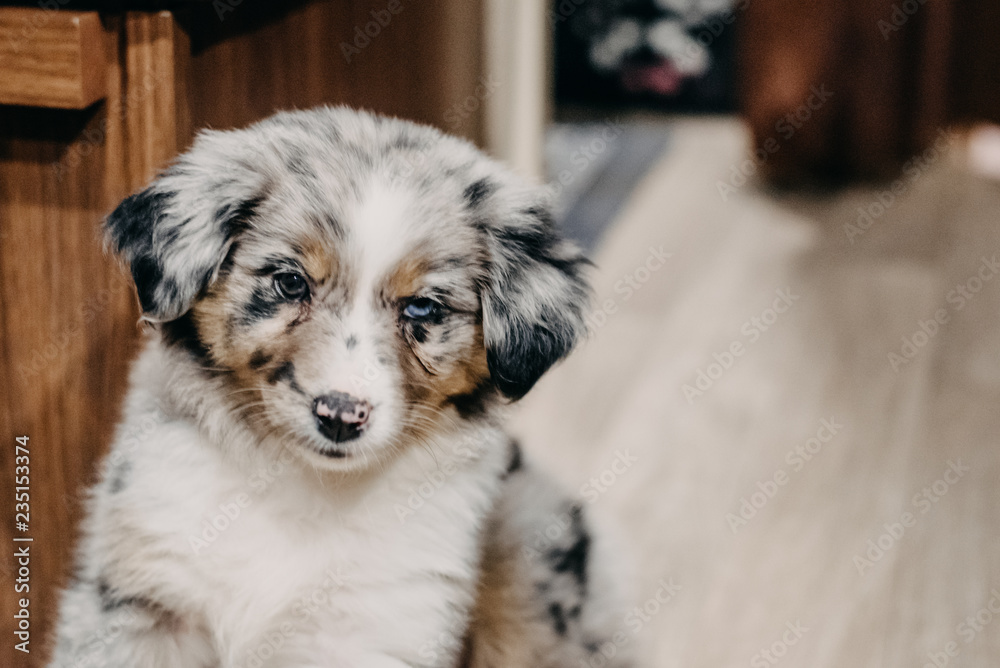 Cute Blue Merle Australian Shepherd Puppy