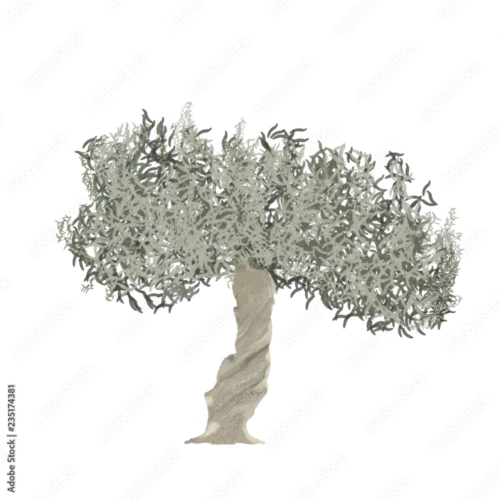 Olive tree illustration. Hand drawn watercolor painting on white ...