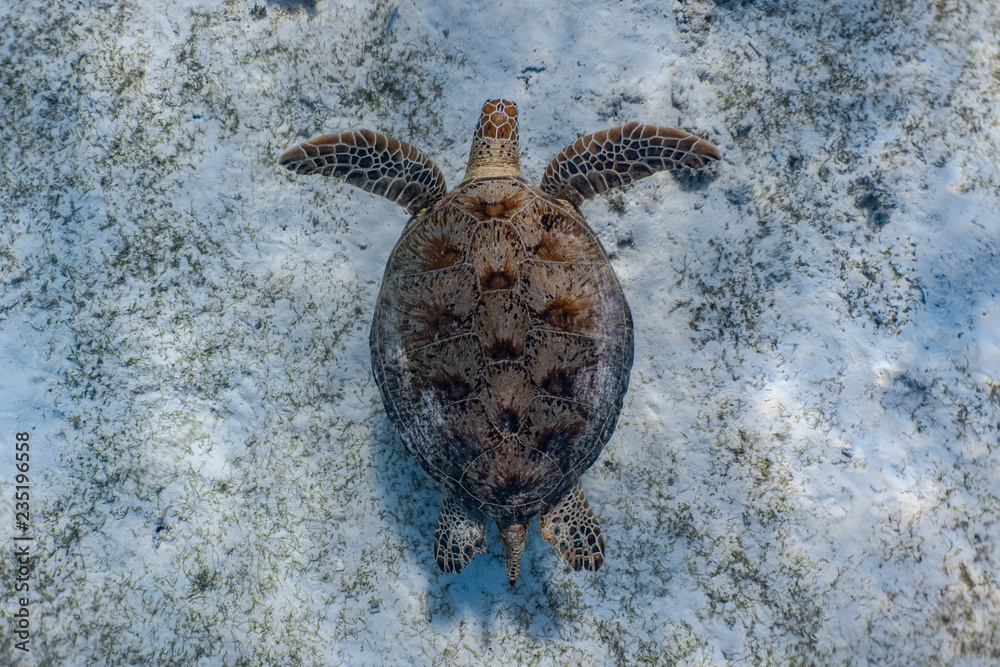 Adult green sea turtle slowly swimming in the sandy reef closeup Stock ...