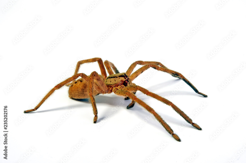 tropische Jagdspinne / Männchen (Cupiennius salei) - tiger wandering ...