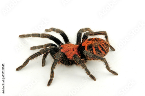 Costa Rican Tiger Rump Tarantula
