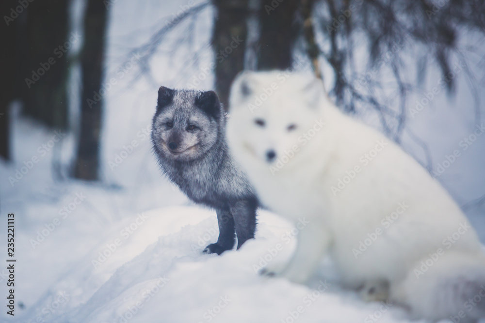 Close up portrait view of Arctic Fox in Finland, Lapland, near ...