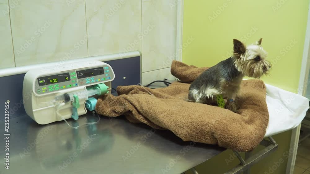 Dog with an intravenous infusion drip in a vet at the clinic. Dog with ...