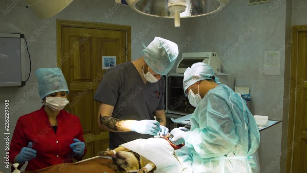 Veterinary surgeons make surgery for dog in the operating room of a ...