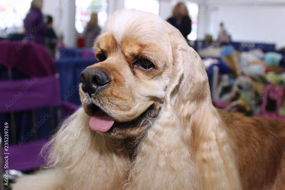 Cocker Spaniel Blonde