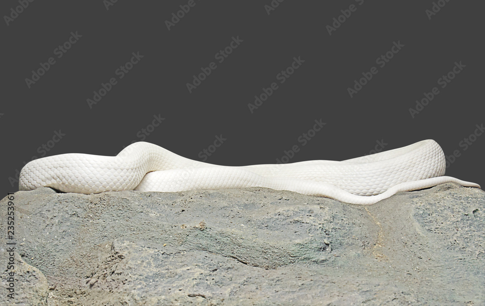 Albino Black Rat Snake Coiled on The Rock on Gray Background with ...