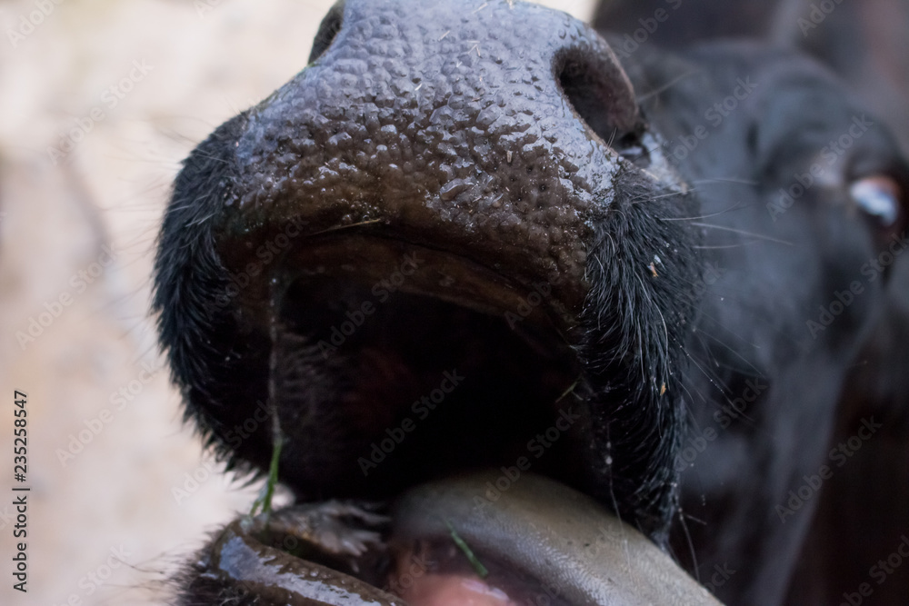 cow up close with mouth wide open Stock Photo | Adobe Stock