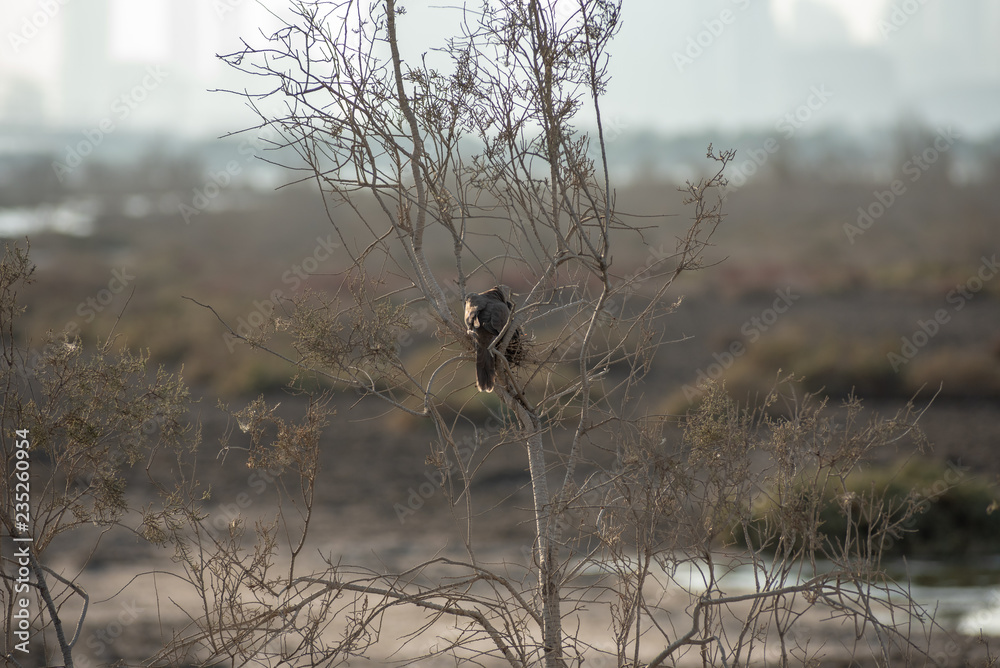 Wild Birds in Ras Al Khor Wildlife Sanctuary, Ramsar Site, Mangrove ...