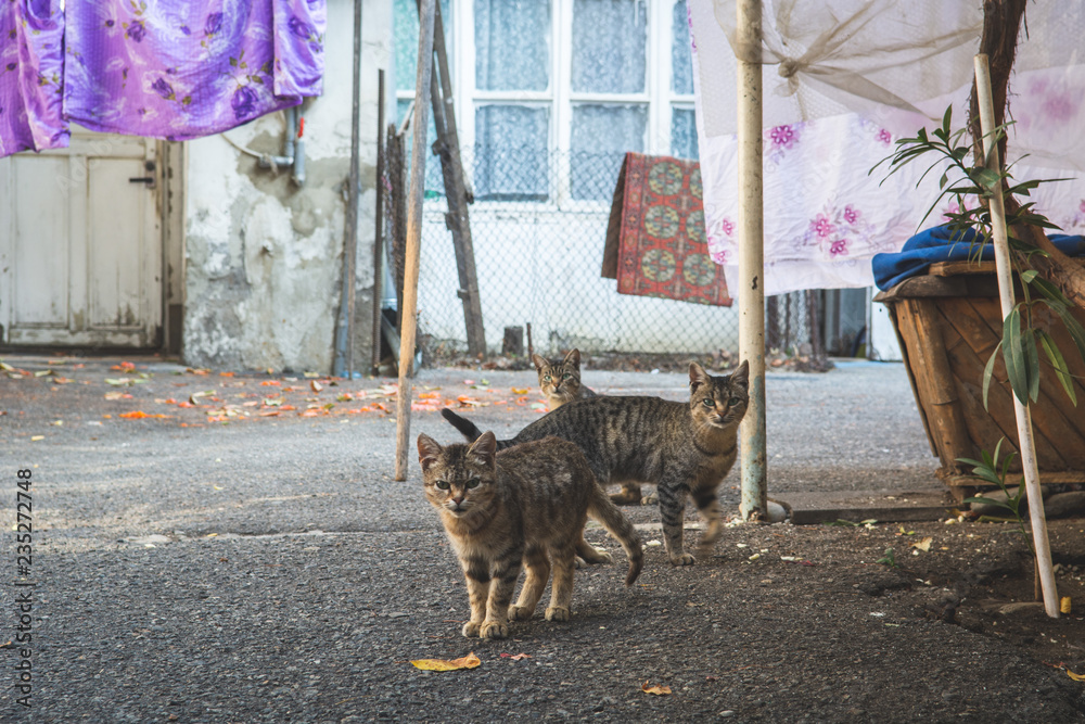 Foto de Cats sitting on the ground in a typical georgian yard with ...