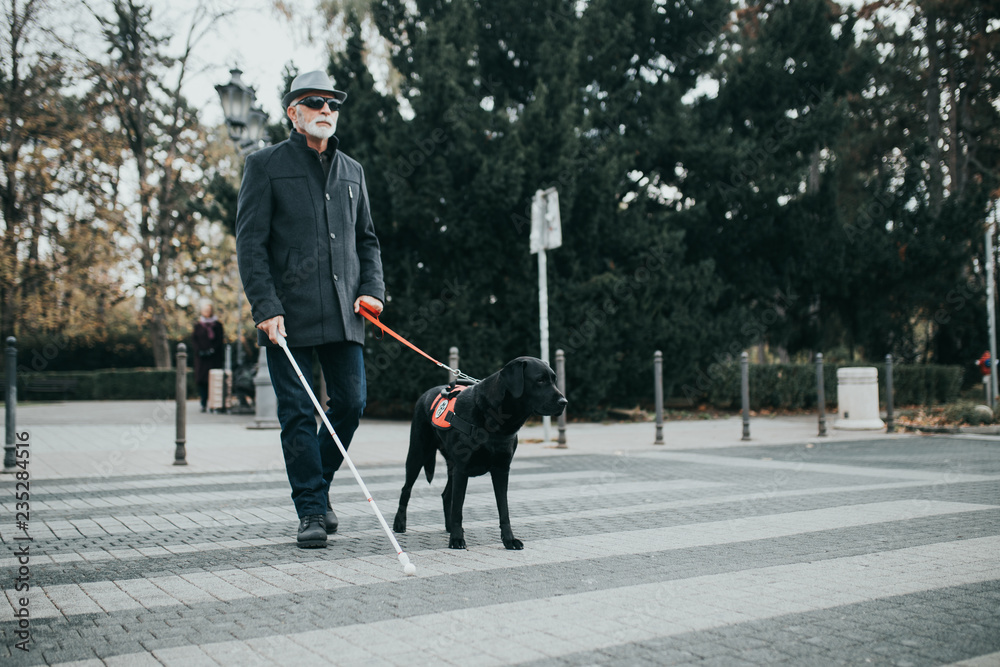 Seeing Eye Dog Crossing Street