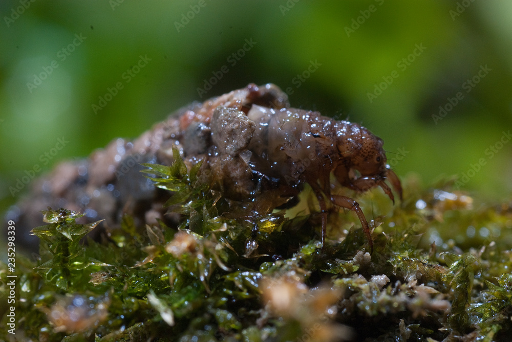 frigánea, Caddisfly larvae under the water in the built home ...