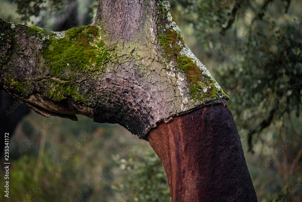 quercus tree Stock Photo | Adobe Stock