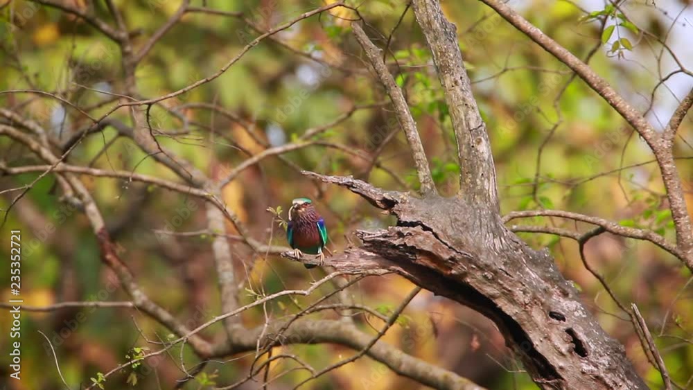 Indian roller flying with insect prey in Bardia national park, Nepal ...