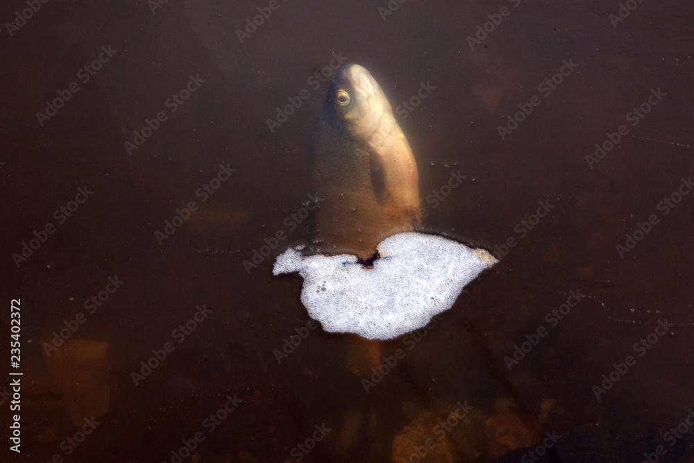 Dead fish polluted water dead freshwater fish polluted river . foto de ...