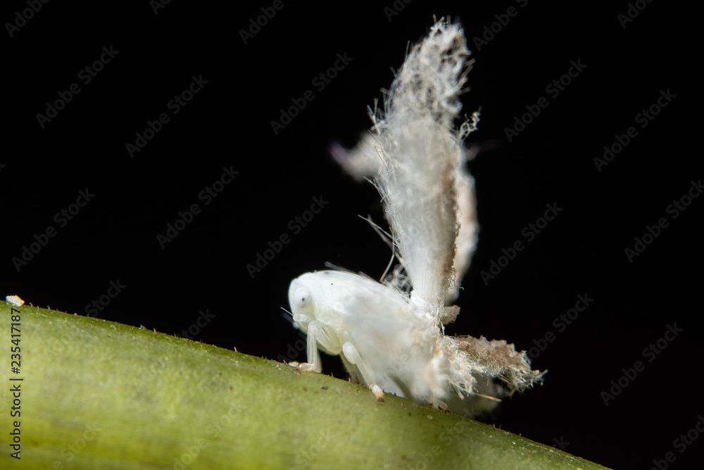 Allocaridara malayensis Crawford Stock Photo | Adobe Stock