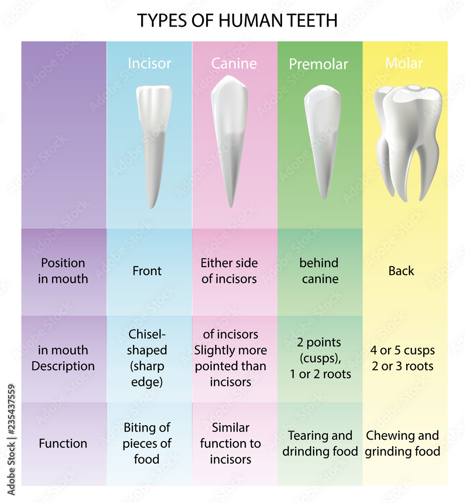 Types of Teeth Realistic Various Human Stock Vector | Adobe Stock