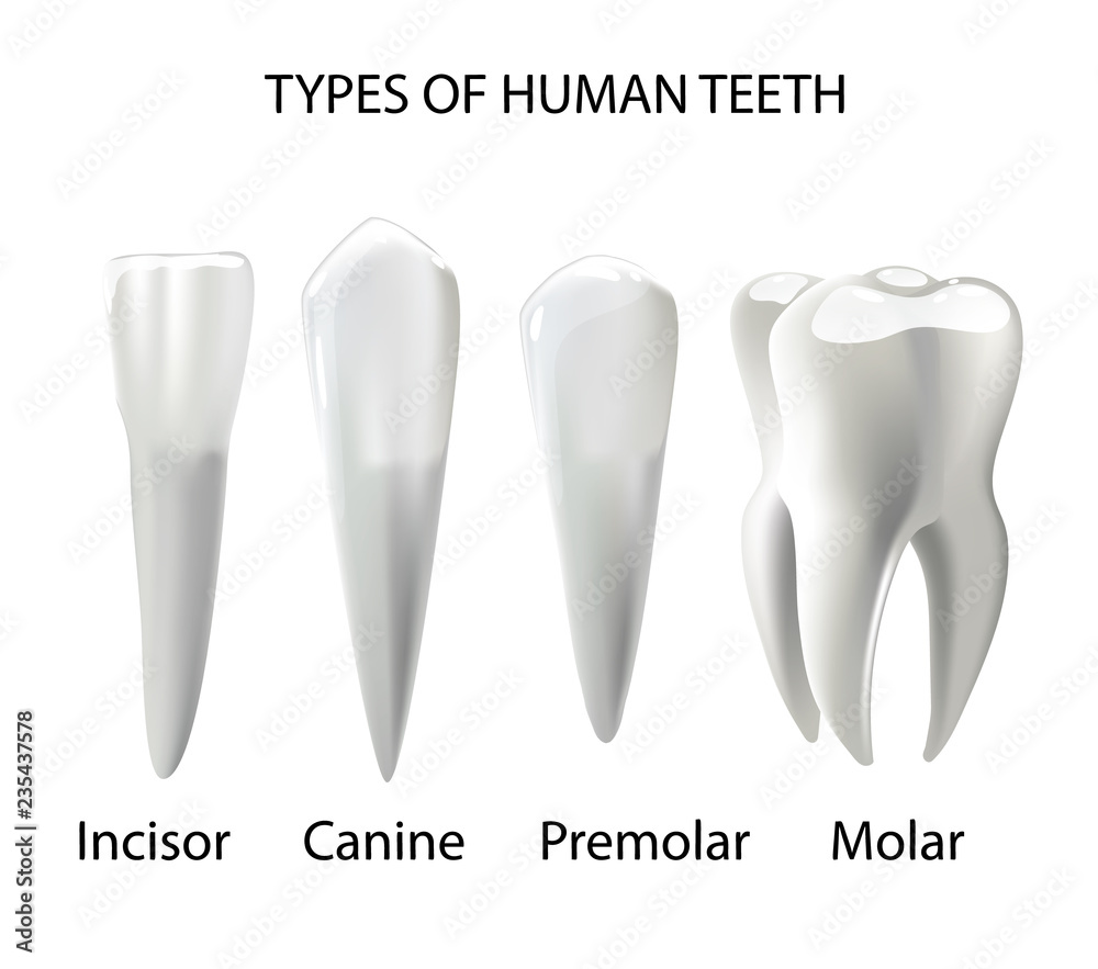 Types of Teeth Realistic Various Human Stock Vector | Adobe Stock