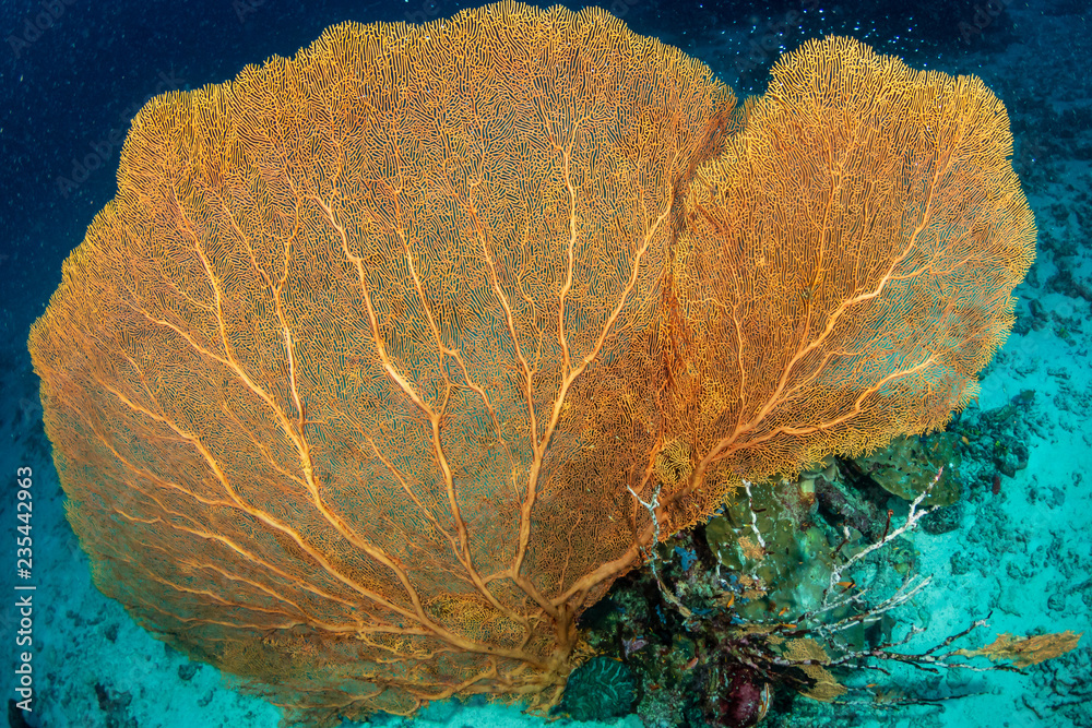 Sea Fan Coral