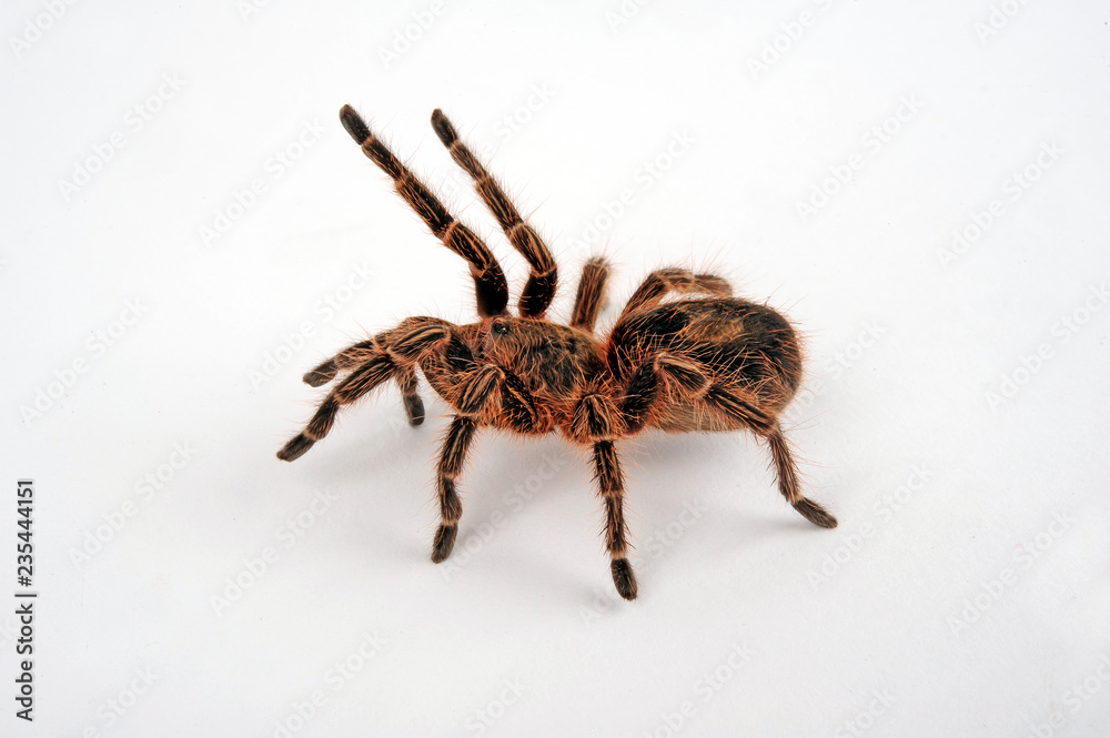 Chilenische Vogelspinne (Euathlus sp. bronze) - tarantula from Chile ...