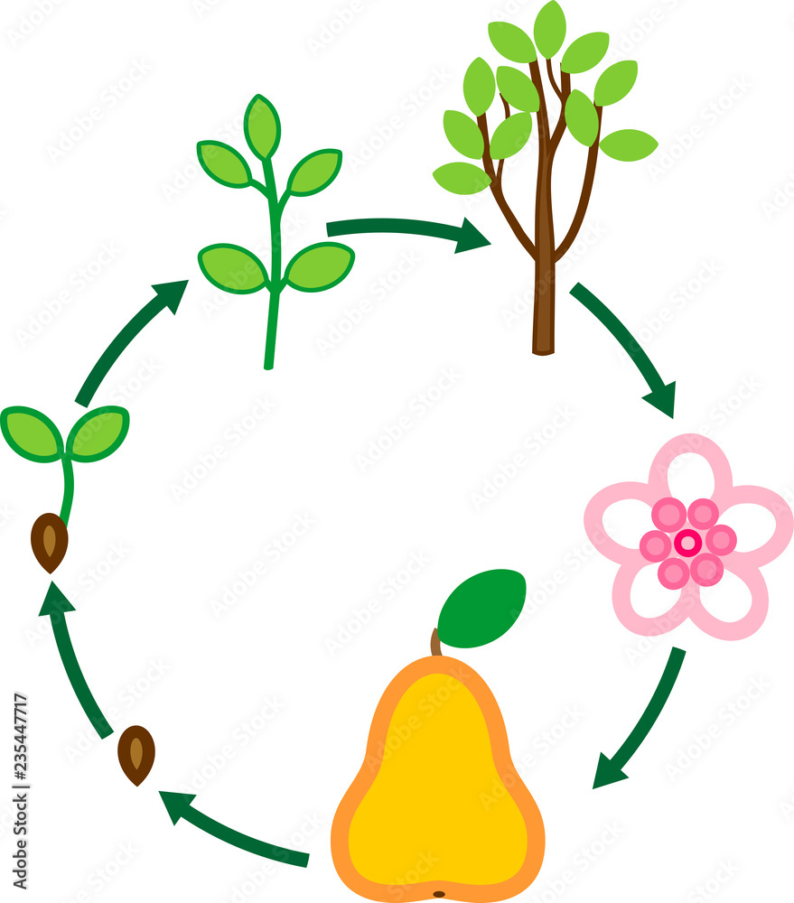 Life cycle of pear tree. Plant growth stage Stock Vector | Adobe Stock