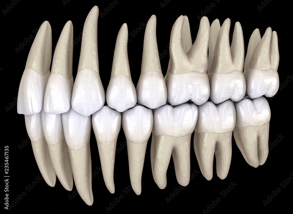 Healthy human teeth with normal occlusion from side view. 3D ...