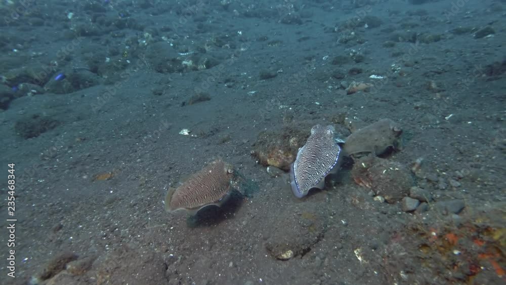 Mating season Cuttlefish, three Cuttlefish swim over black volcanic ...