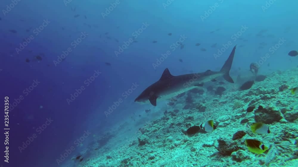 Tiger Shark clapping their jaws swim over rocky seabed. Tiger Shark ...